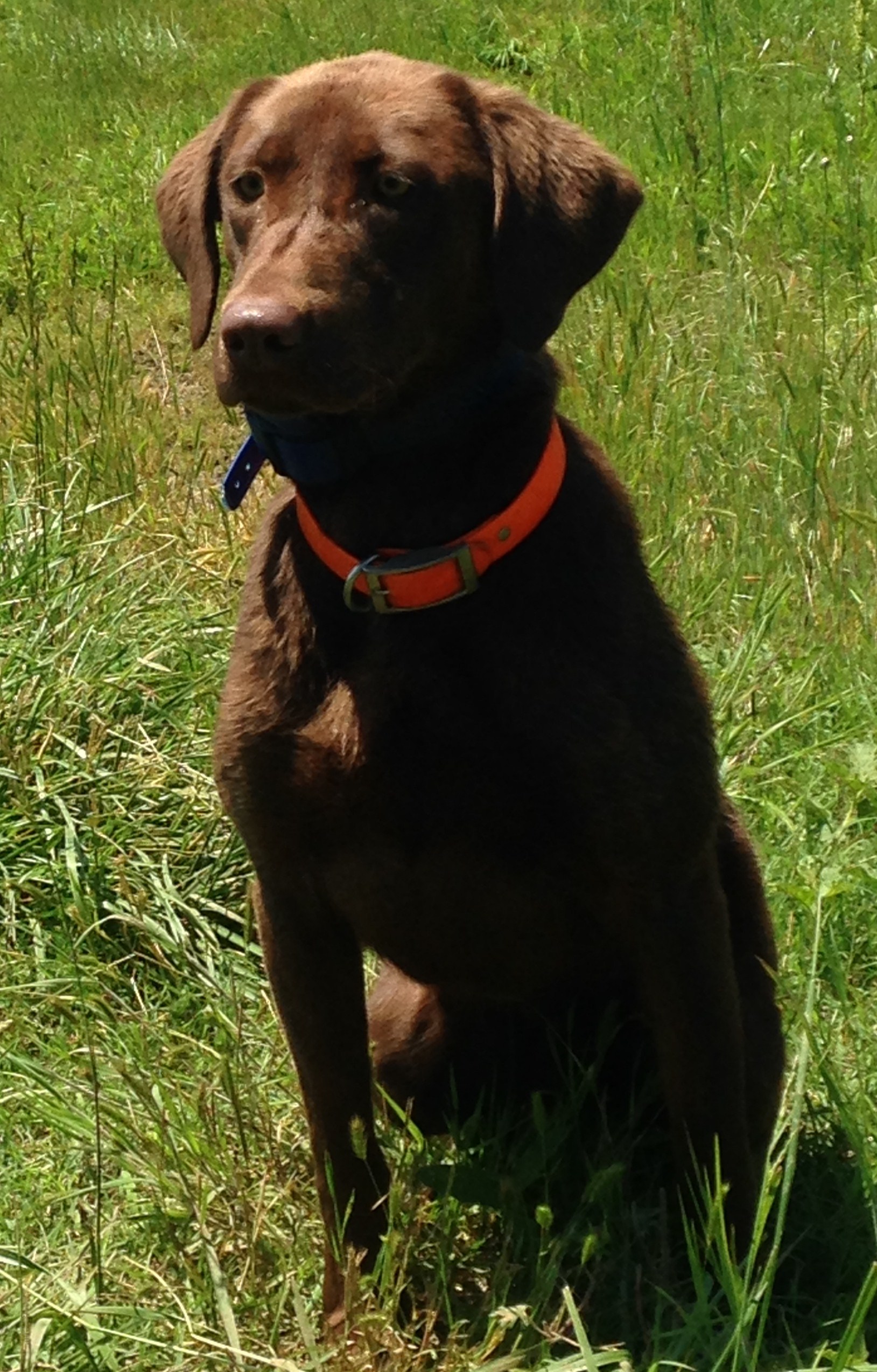 Professionally Trained Hunting Labrador Retrievers For Sale :: Cedar ...